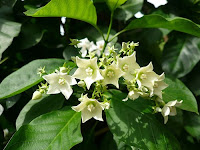 BLOG MEEN ZULAIKHA: BUNGA KESIDANG